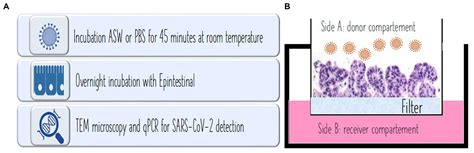 Frontiers Sars Cov 2 Presence In Recreational Seawater And Evaluation Of Intestine