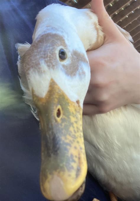 Duck Beak Below