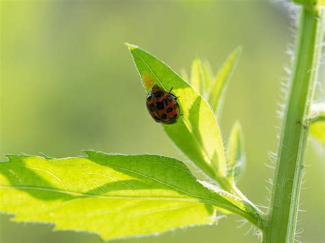 Ladybug Laying Eggs Beneficial Insects Ladybugs — East Bay Nursery