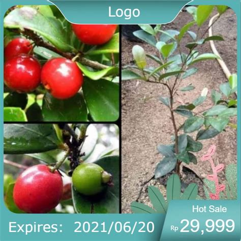 Jual Bibit Tanaman Buah Beach Cherry Pohon Buah Cherry Beach Ceri Shopee Indonesia