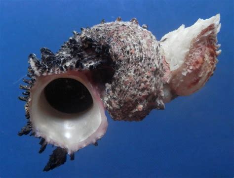 B273 20228 Common Delphinula Angaria Delphinus 61 2 Mm