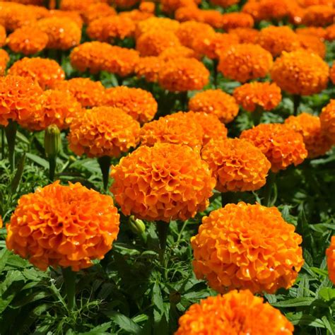 Marigold African Marvel Orange Gertens Garden Center