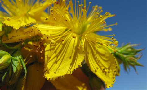 St Johns Wort Seeds Hypericum Perforatum Seeds Multiple Quantities