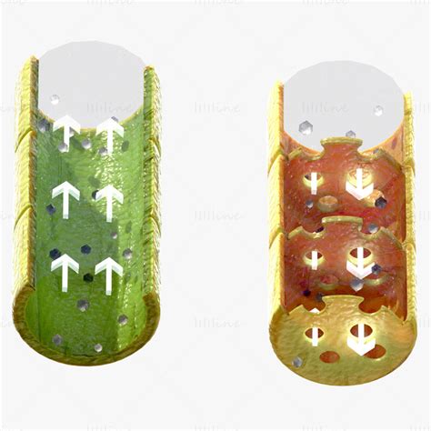 Vascular Tissue System In Plants 3d Model