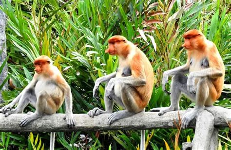 Proboscis Monkey Description Habitat Image Diet And Interesting Facts