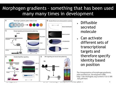 Development Of The Nervous System 2 Ppt Video Online Download