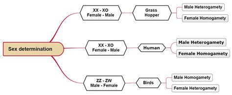 mindmap — lesson science state board class 10