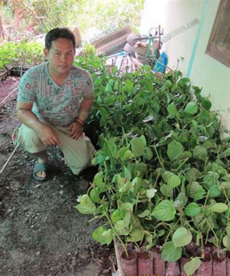 คุณธีรพล ขำขาว ปลูกใบพลูในพื้นที่ 6 ไร่ จนครปฐม พลังเกษตรcom