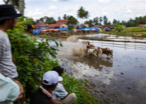 190 Pacu Jawi Foto Foto Stok Potret And Gambar Bebas Royalti Istock