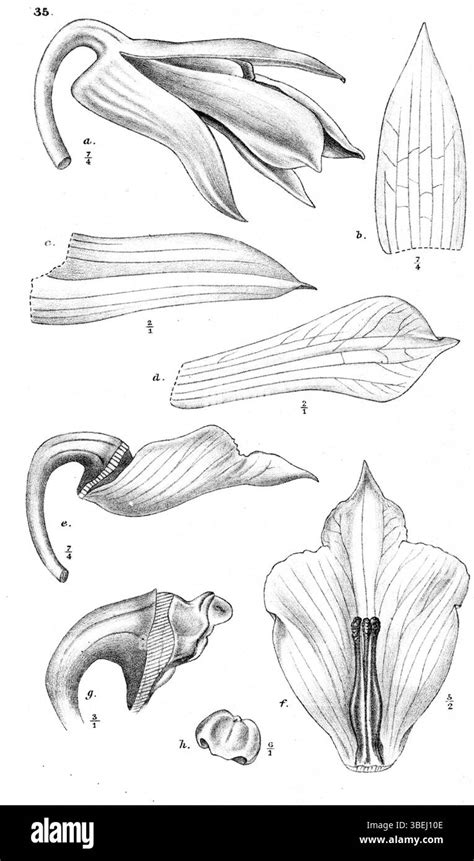 This Illustration Of Dendrobium Montis Yulei Formerly Dendrobium Terrestre By Johannes Jacobus