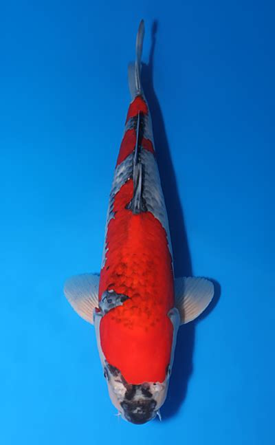 Goshiki Koi X0509s021 Kanno Koi Farm