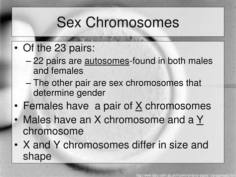 Ppt The Cellular Basis Of Reproduction And Inheritance Powerpoint