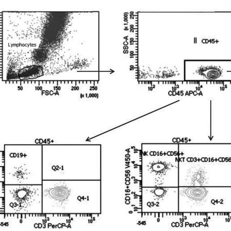 Flow Cytometry Strategy For Analysis Of Lymphocyte Subpopulations In