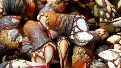 Cómo Cocer Percebes Guía Fácil Y Tiempos Exactos Cocinatis