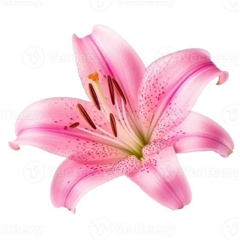 Pink Lilly Flower Isolated 23854864 Png
