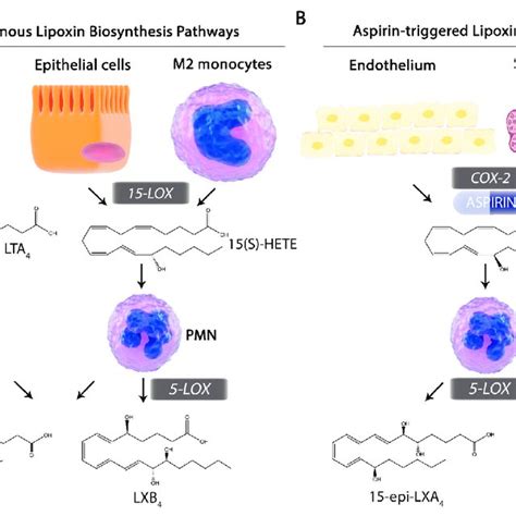 Cyclooxygenase Cox 1 And 2 Pathways Of Lipid Mediator Biosynthesis