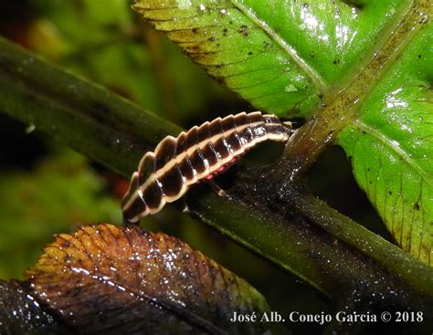 Lampyridae Luciernaga Curso Elementos De Biosistemática Turismo