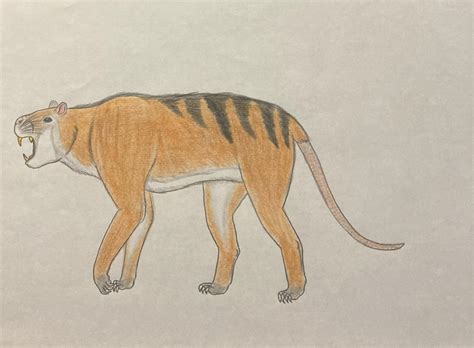 Old Spec Evo Drawings I Did A While Back R Speculativeevolution