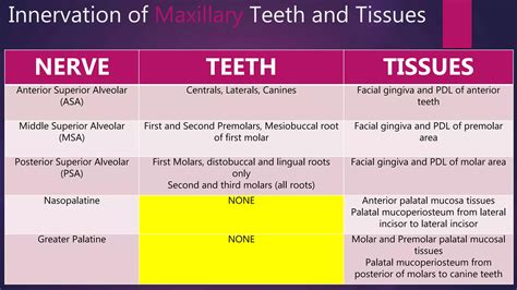 Innervation Of Teeth And Tissues Facial Glosspharyngeal Hypoglossal