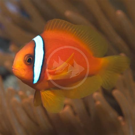Clown Tomato Pair Aquacultured Amphiprion Frenatus Aquatics Unlimited