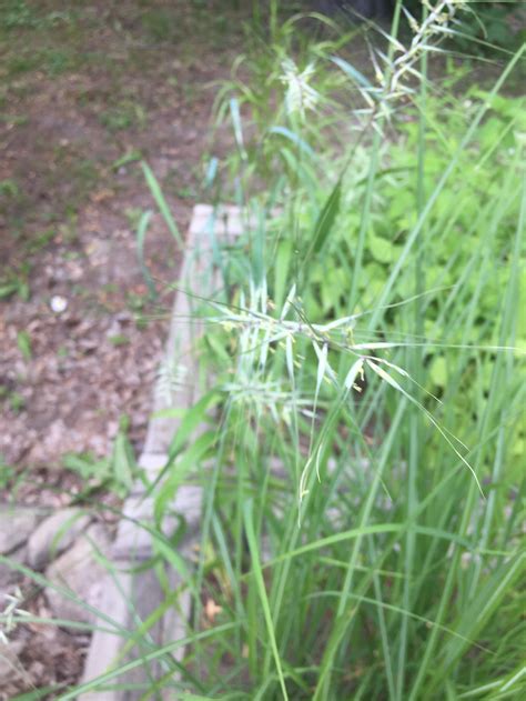 Bottlebrush Grass — Solidago Farm