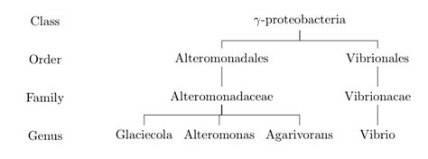 How To Draw Up A Hierarchical Tree Diagram For Taxonomic Classification
