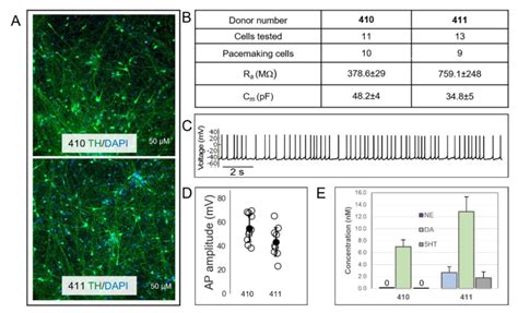 Characterization Of Dopaminergic Neuron Differentiation And Maturation Download Scientific