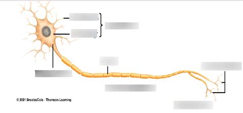 Biology Test 3 Diagram Quizlet