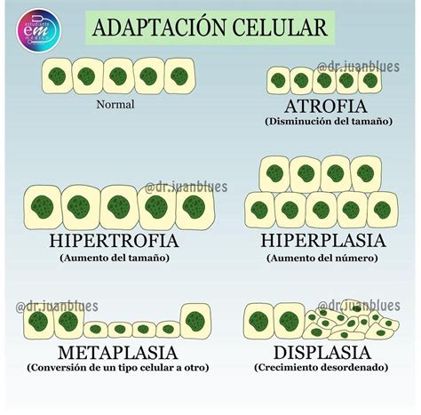 Classification Of Protozoa