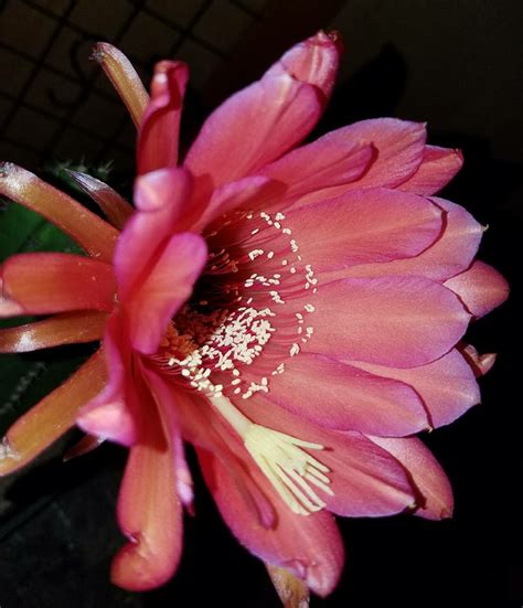 Zel8 Michelle Killen