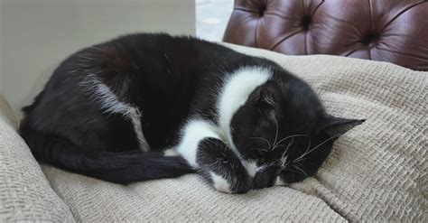 Adorable Tuxedo Cat Sleeping Peacefully Free Stock Video Footage