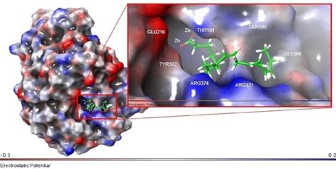 Three Dimensional Image Of The Interaction Of Alpha Linoleic Acid With Download Scientific