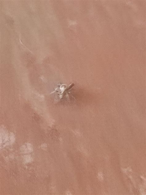 Strange Spider With Pincers R Whatsthisbug