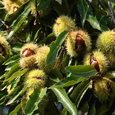 Sweet Chestnut Tree Discover The Hidden Benefits And Beauty Of This R