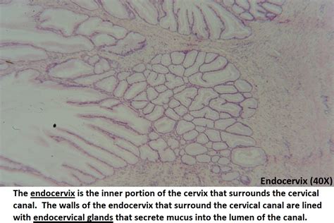 Histología Del Endocérvix