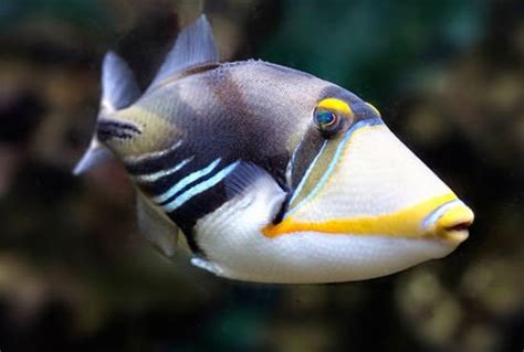 Humu Picasso Triggerfish Rhinecanthus Aculeatus Saltwater Fish For Sale