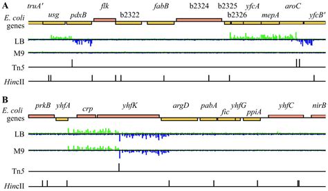 Phenotypic Screening Of Escherichia Coli K 12 Tn5 Insertion Libraries