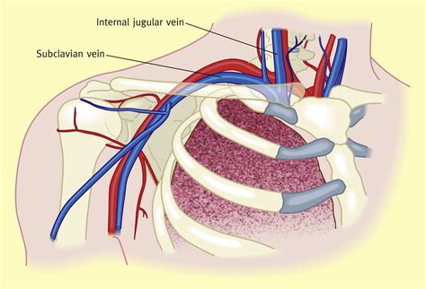 Anatomy Of Subclavian Vein Subclavian Artery Anatomy Branches And