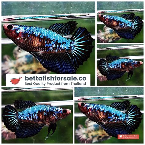 Betta Fish Female Hm Blue Peacock Avatar Betta Buzz