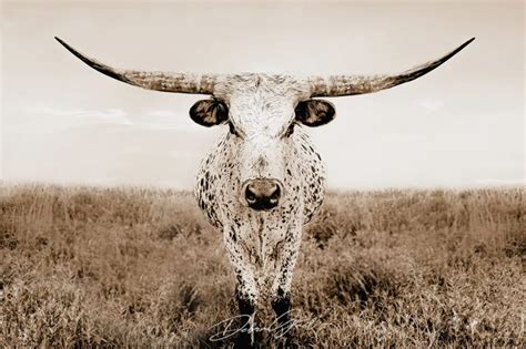 Texas Longhorn Tattoo Artofit