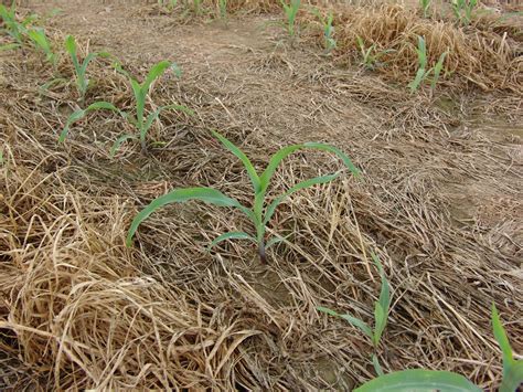 Corn Maturity Cutoffs For Herbicides Ut Crops News
