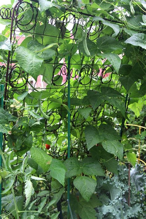 25 Creative Pole Bean Support Ideas That Actually Work