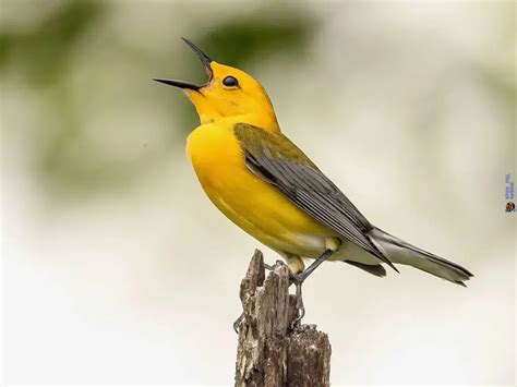 Types Of Birds And Their Characteristics