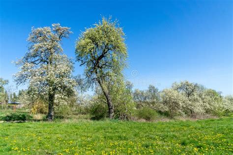 Blooming Of Trees And Bushes Stock Image Image Of Clouds Plum 145647617