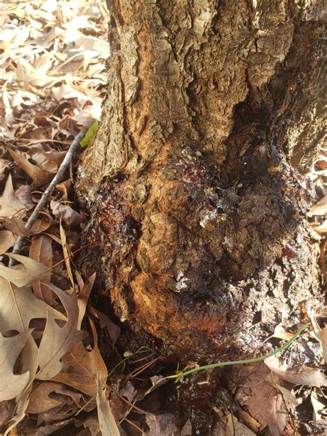 Trunk Of Plum Tree All Swollen Gnarly And Sappy Rtree