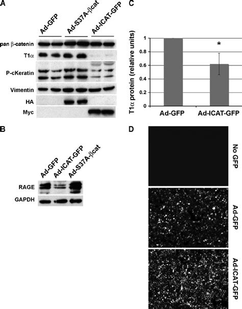 Inhibition Of ␤ Catenin Tcf Dependent Transcription By Icat