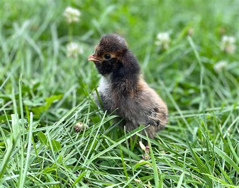 Gold Laced Polish Chicks Sugar Feather Farm