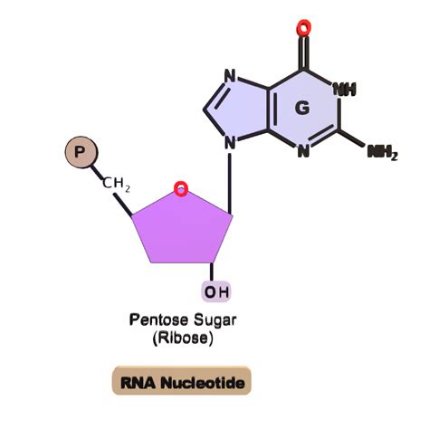 Rna Nucleotides
