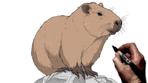How To Draw A Capybara Step By Step Youtube