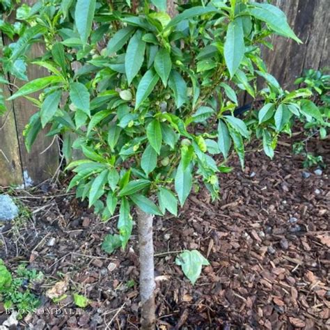 Miniature Honey Babe High Head Peach Tree Dwarf Peach Tree Blossomdale